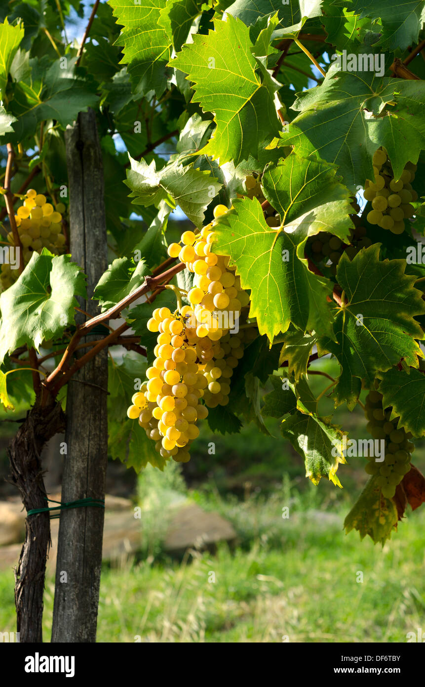 vineyard with grapes ripens in September Stock Photo - Alamy