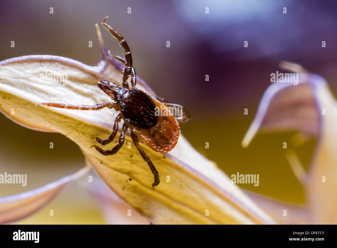 The castor bean tick (Ixodes ricinus Stock Photo - Alamy