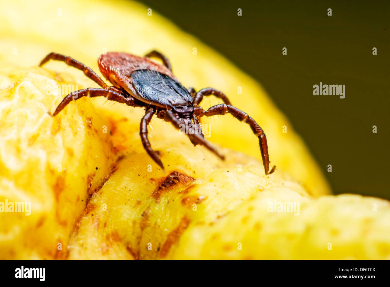 The castor bean tick (Ixodes ricinus Stock Photo - Alamy