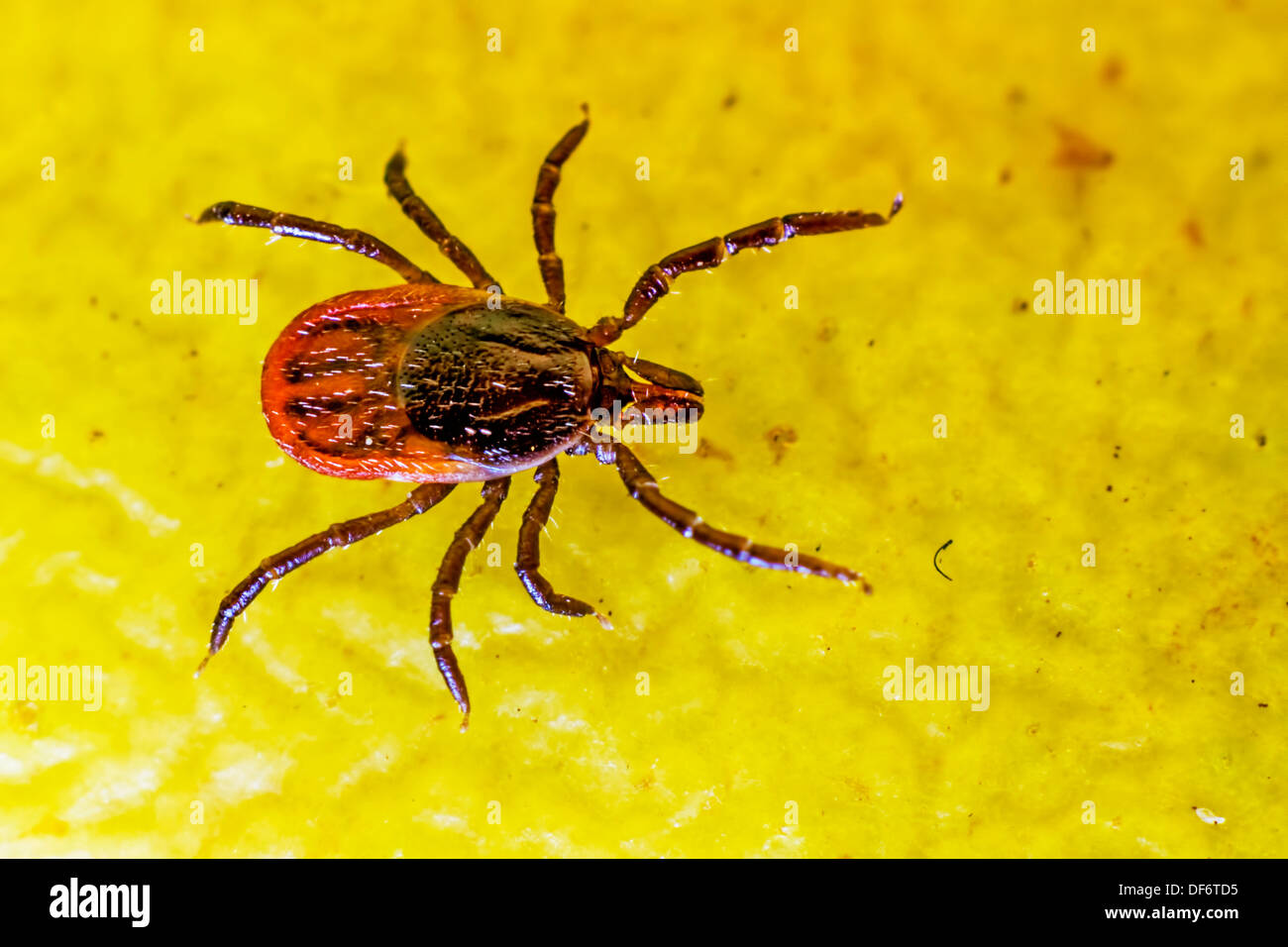 Ixodes ricinus hi-res stock photography and images - Alamy