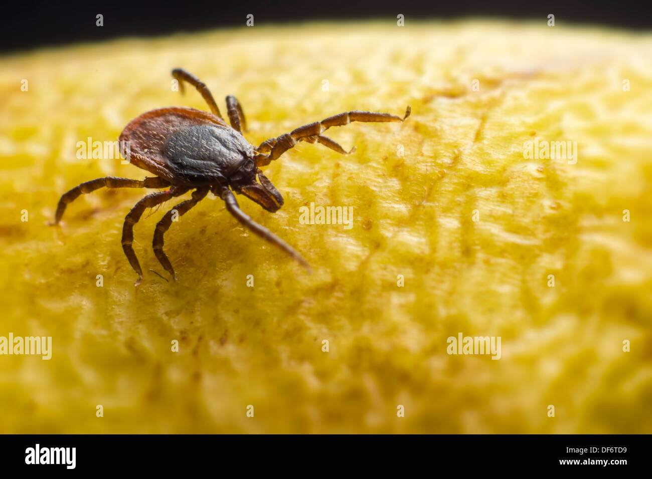 The castor bean tick ( Ixodes ricinus Stock Photo - Alamy
