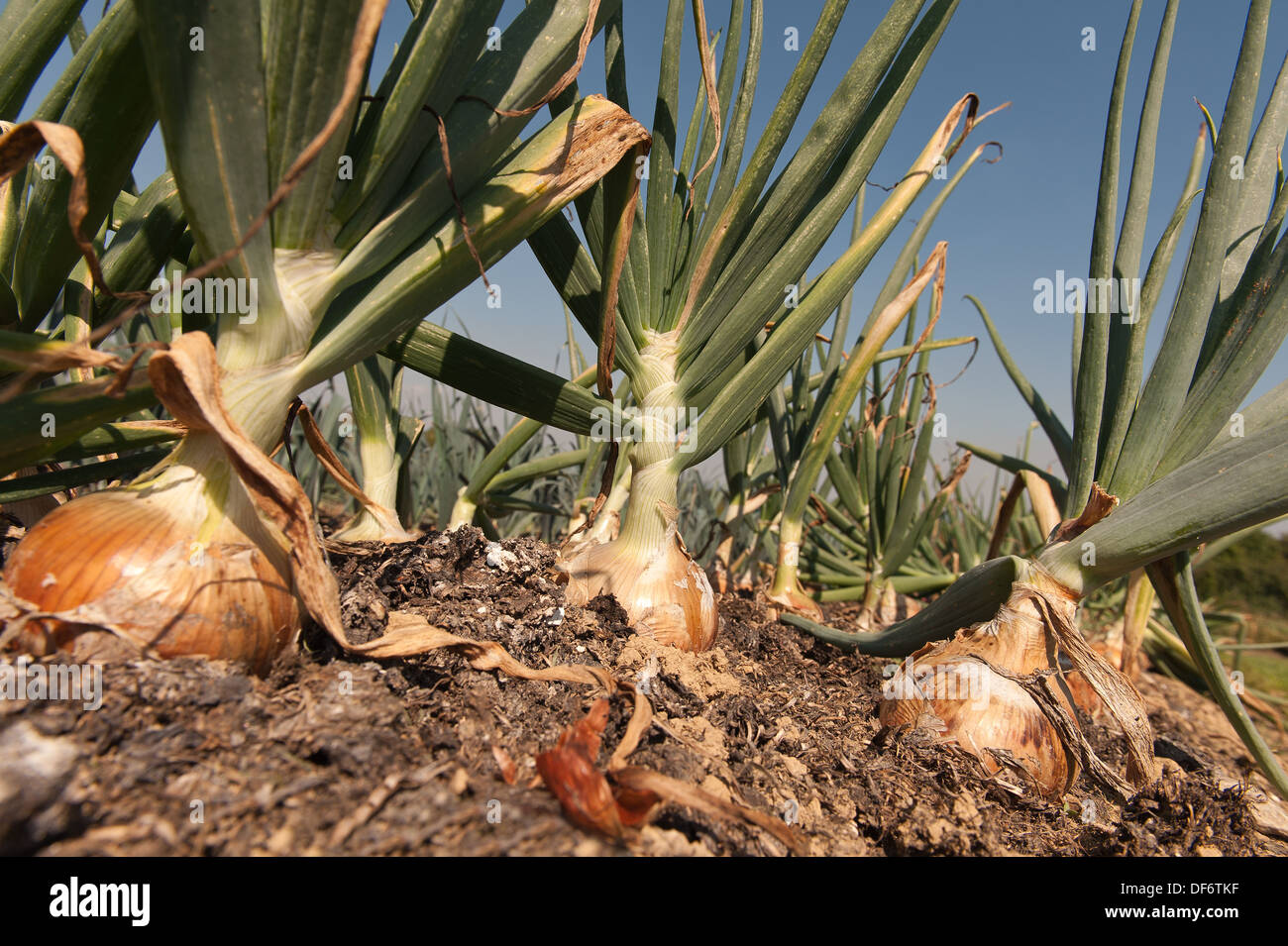 Onions Allium spp crop ready for harvest and Autumn crop in regular ...