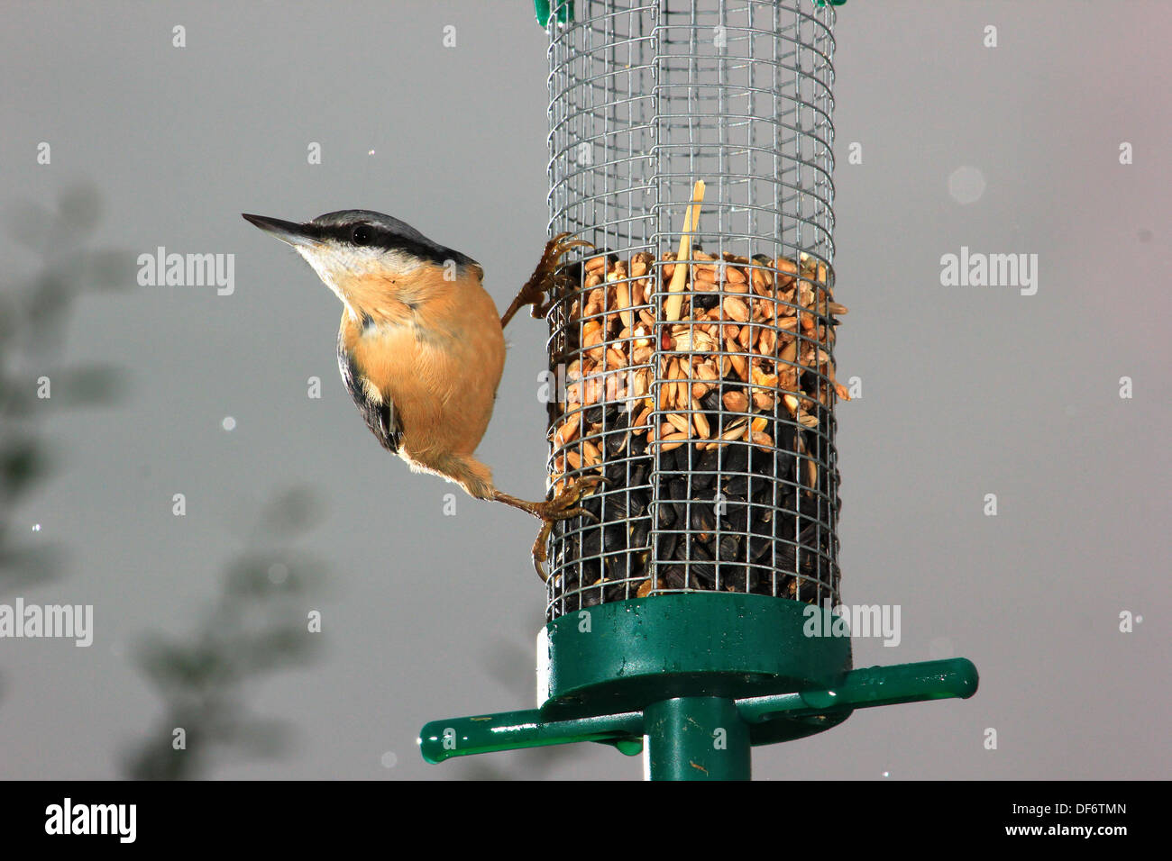 Nuthatch on bird feeder hi-res stock photography and images - Alamy