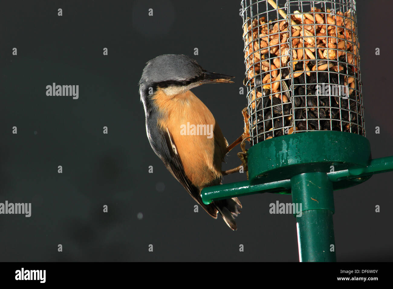 Nuthatch on bird feeder hi-res stock photography and images - Alamy