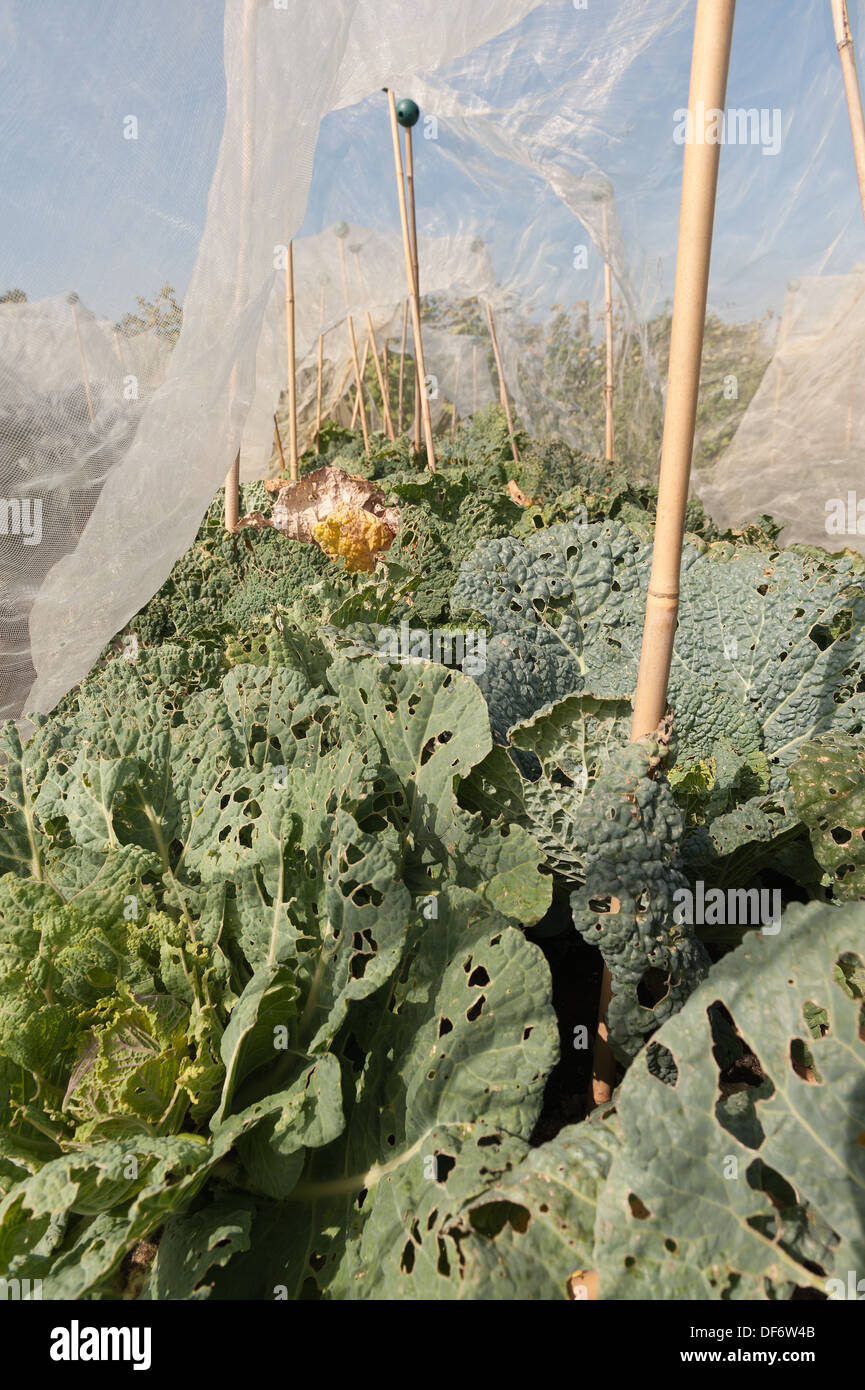 Allotment large scale cultivation of brassica crop being prepared with ...