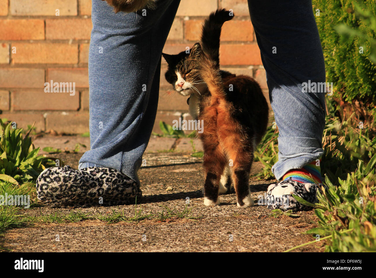 Crazy cat lady Stock Photo - Alamy