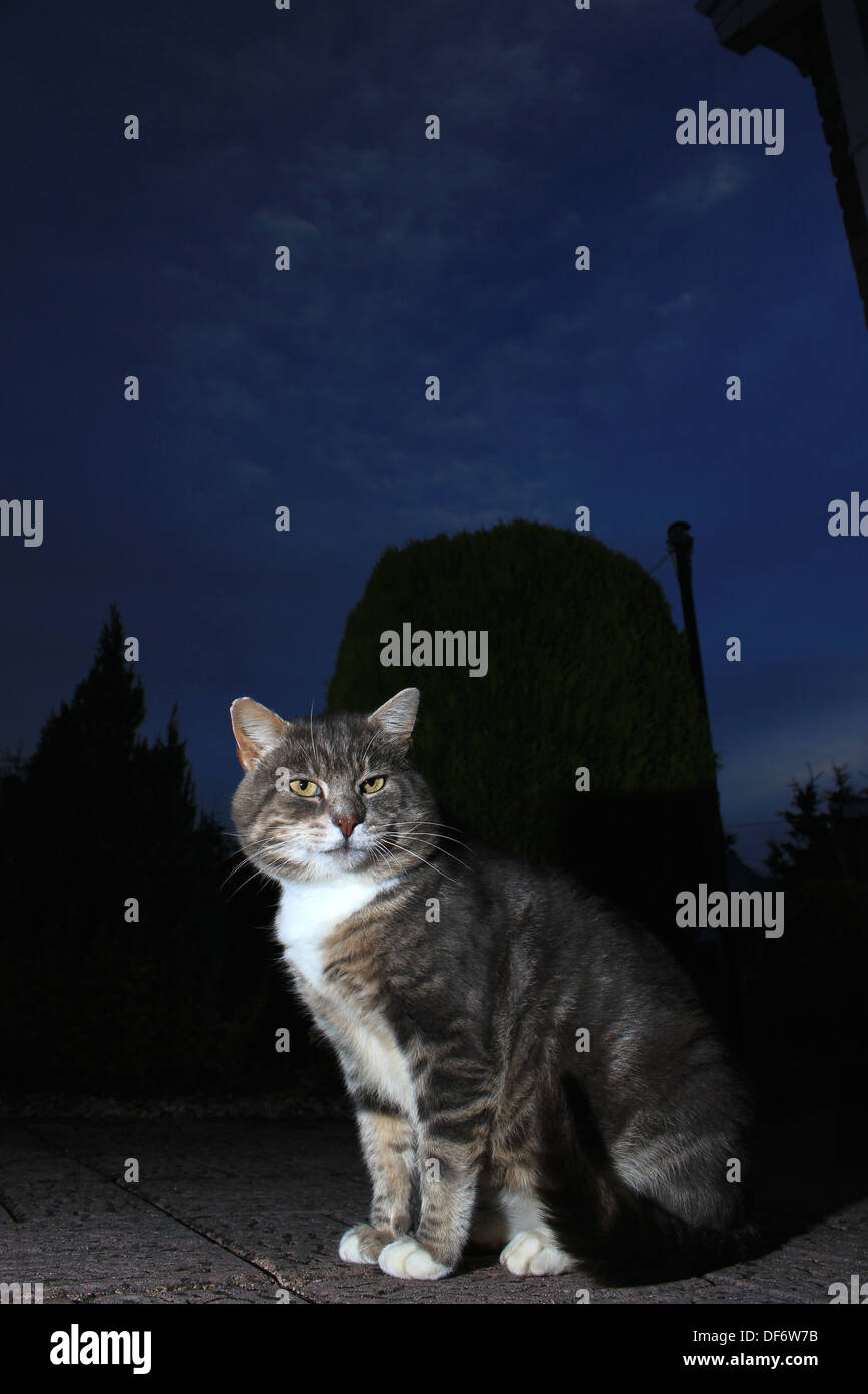 Cat in garden at night Stock Photo - Alamy
