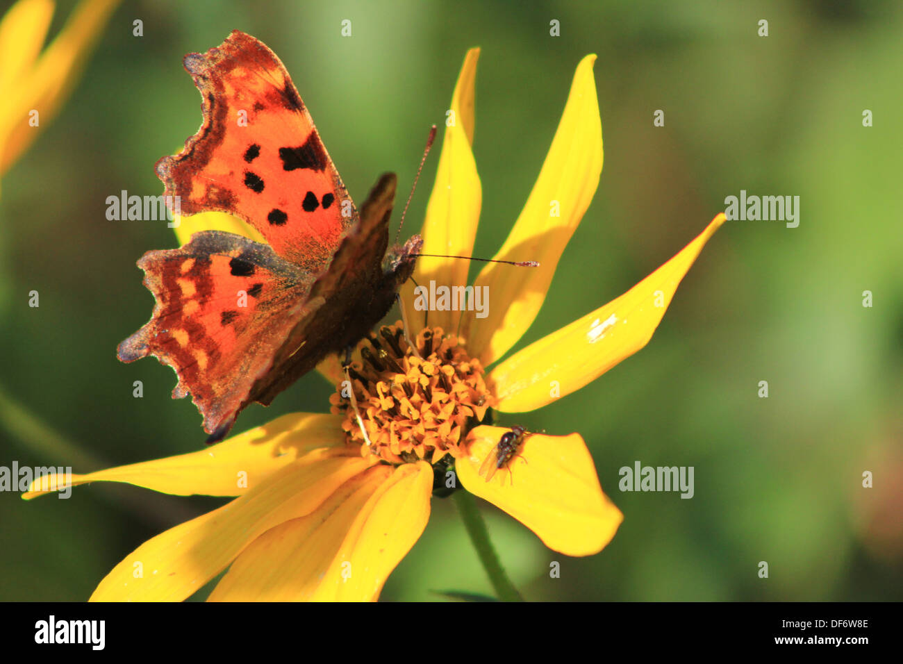 Comma butterfly Polygonia c-album Stock Photo - Alamy