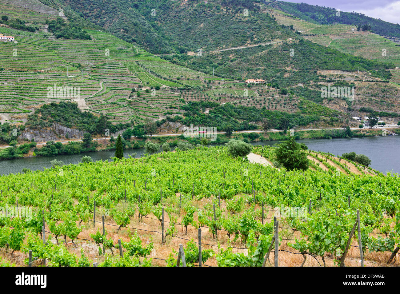 Views of Quinta Nova Vinyards,Estate,River Douro,Vines,Terraces ...
