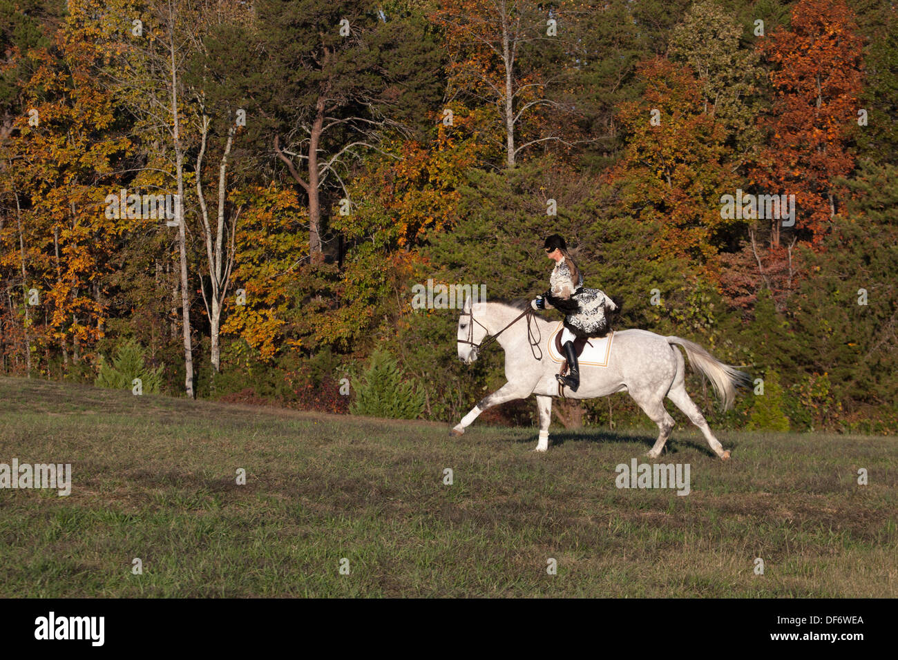 Woman Horse Riding Canter High Resolution Stock Photography and Images ...