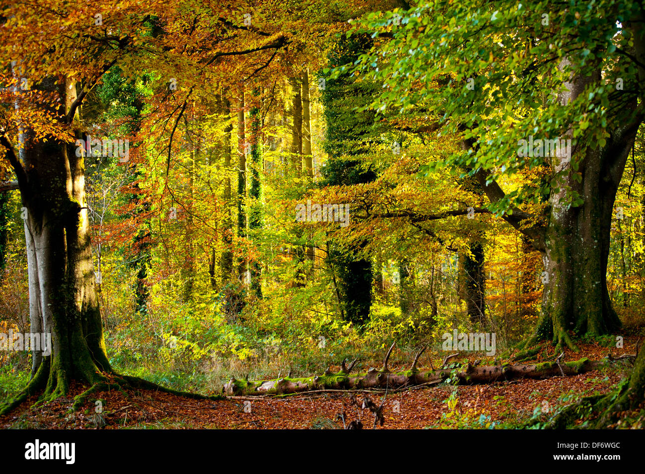 Beautiful view of a trees in the forest Stock Photo - Alamy