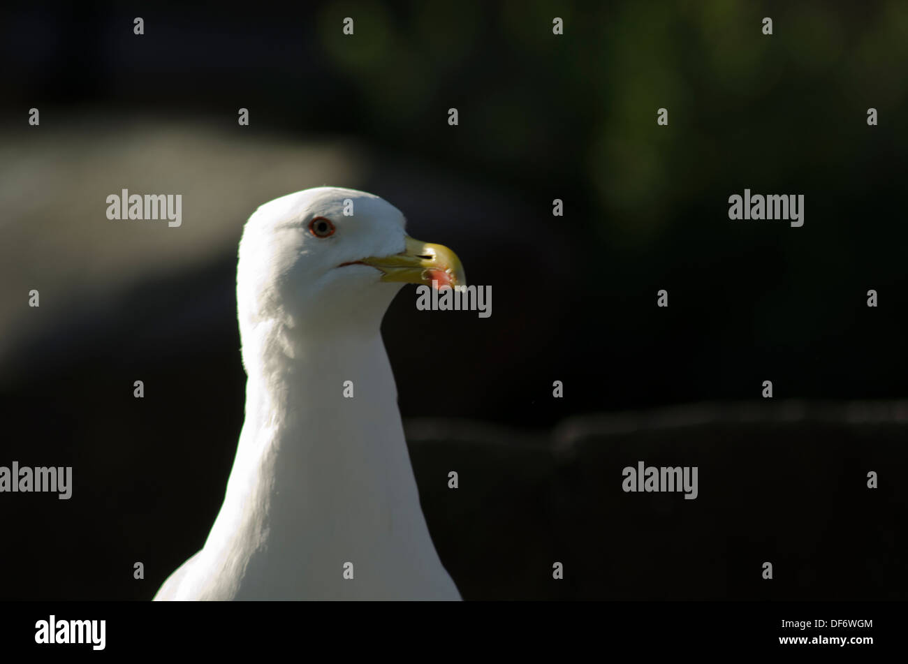 Animal portrait hi-res stock photography and images - Alamy