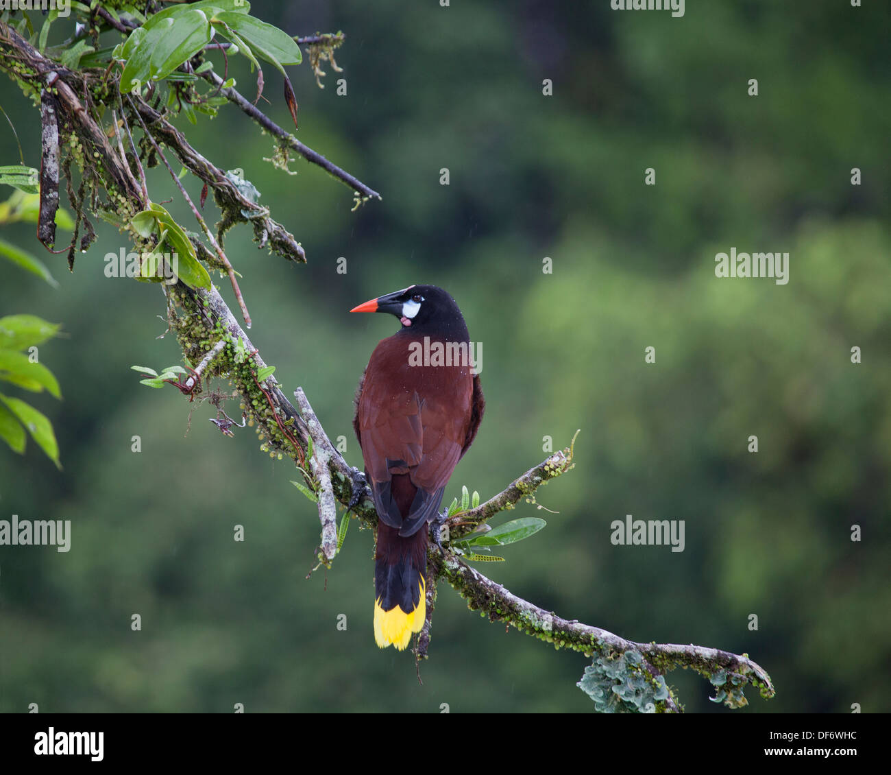 Montezuma Oropendola High Resolution Stock Photography and Images - Alamy