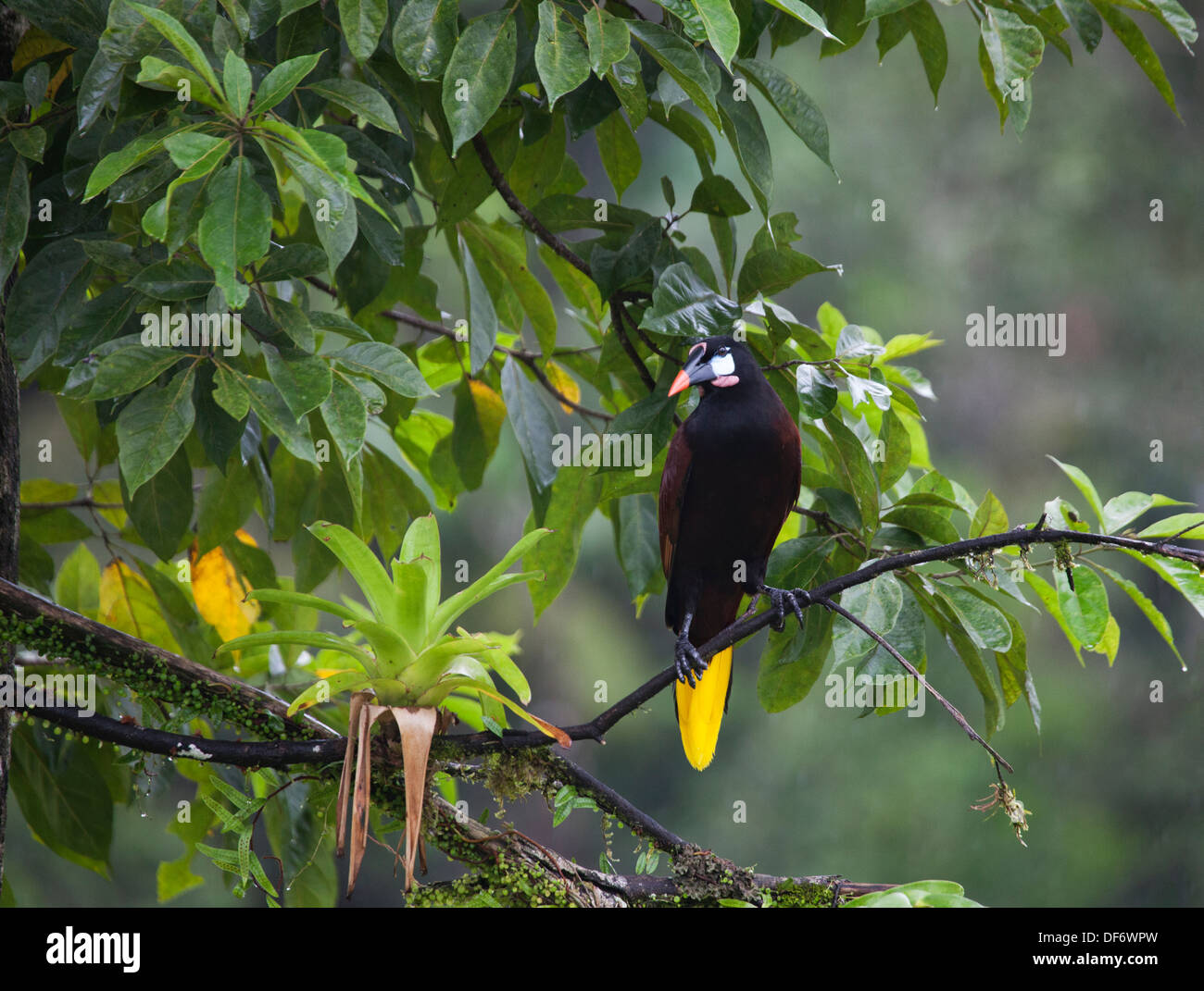 Montezuma Oropendola High Resolution Stock Photography and Images - Alamy
