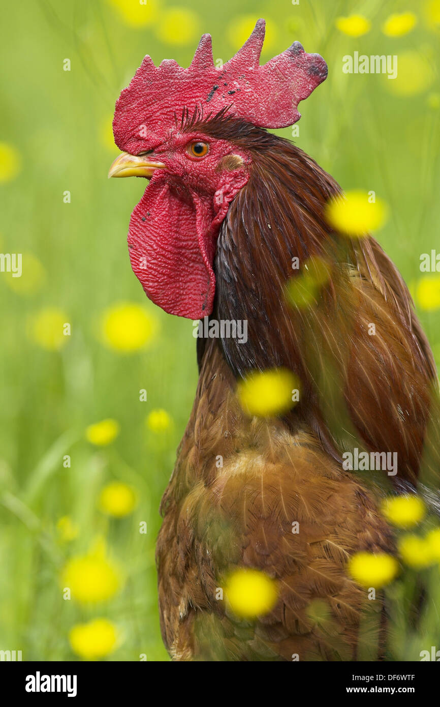 Domestic Fowl, rooster Stock Photo - Alamy