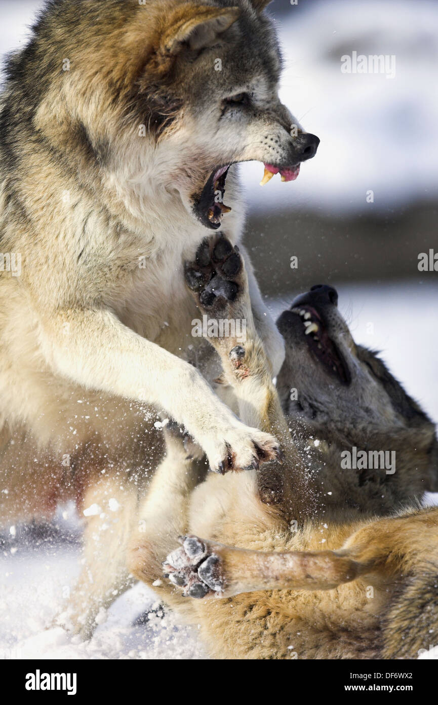 Two wolves fighting snow hi-res stock photography and images - Alamy