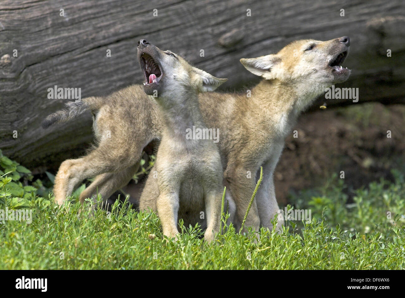 Howling wolf cub hi-res stock photography and images - Alamy