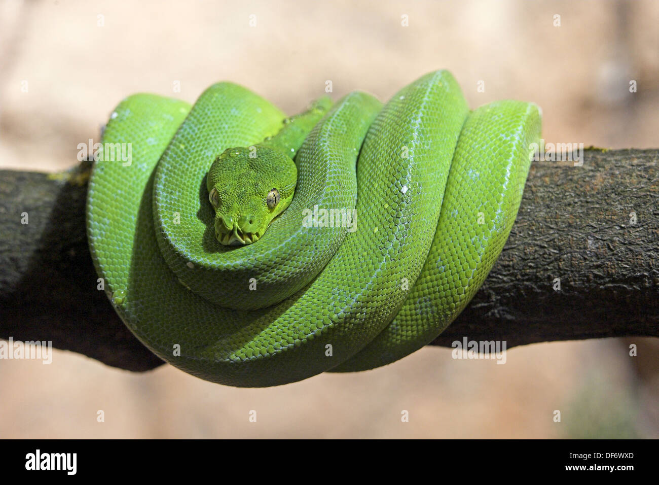 Green Tree Python Chondropython Viridis High Resolution Stock ...