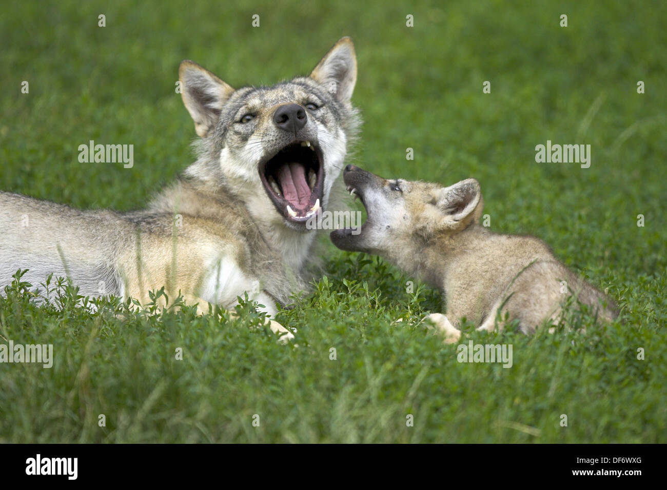 Wolf cub captive not zoo hi-res stock photography and images - Alamy