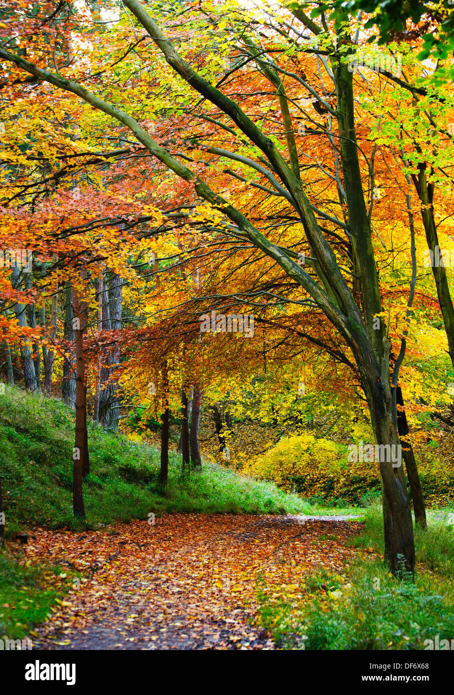 Beautiful footpath in the forest in autumn time Stock Photo - Alamy