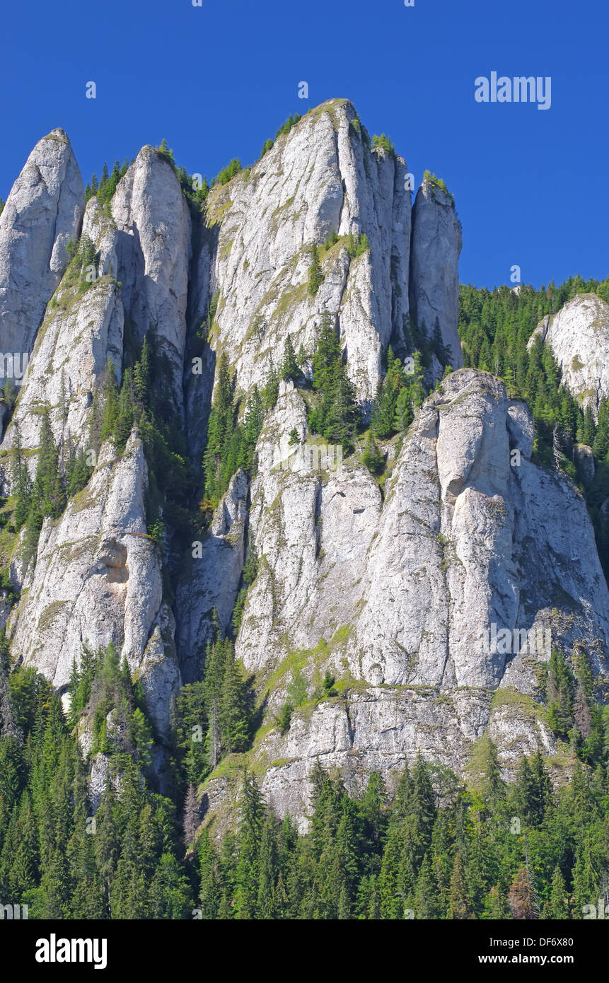 Fir tree on the edge of rocks in Carpathians Stock Photo - Alamy