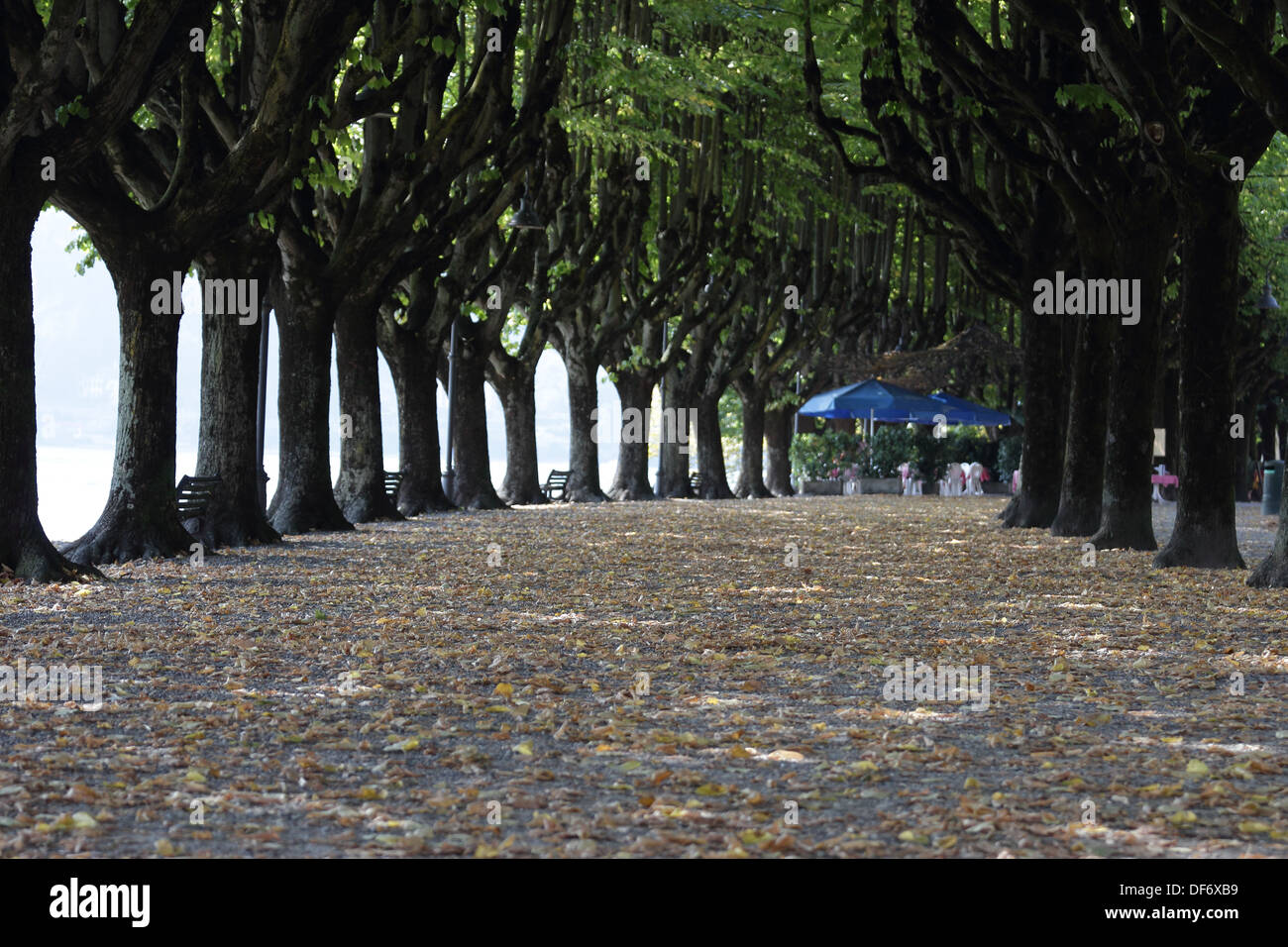 Tree lined avenue with shade hi-res stock photography and images - Alamy