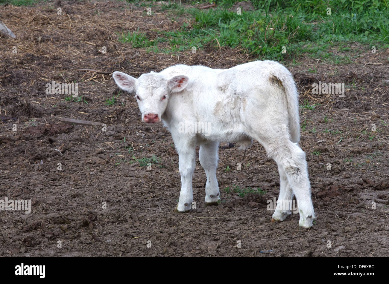 Young white calf in a farm in Romania Stock Photo - Alamy