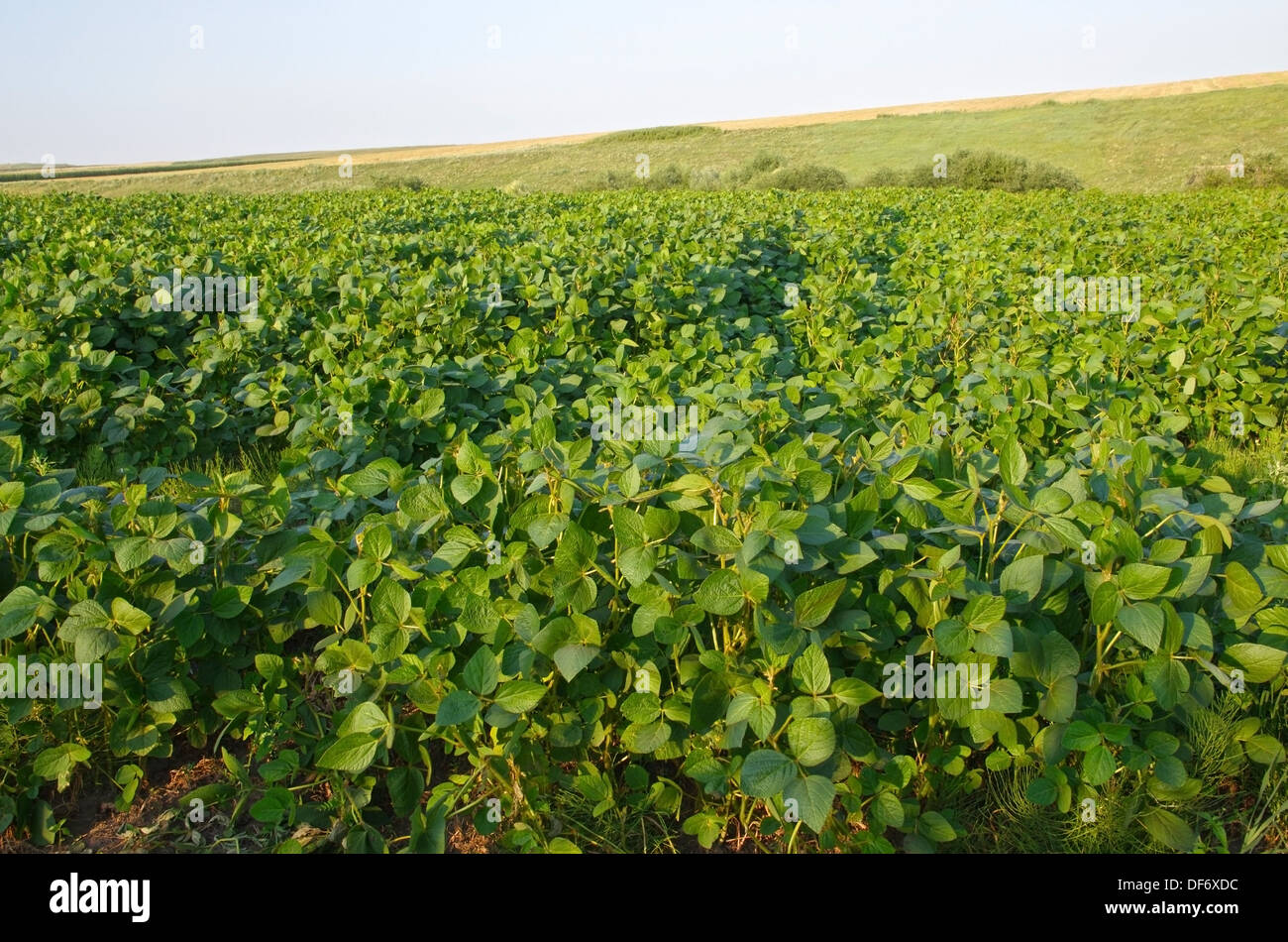 Soyabean farming hi-res stock photography and images - Alamy