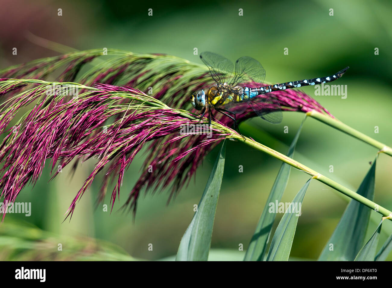 Black and yellow hawker dragonfly hi-res stock photography and images ...