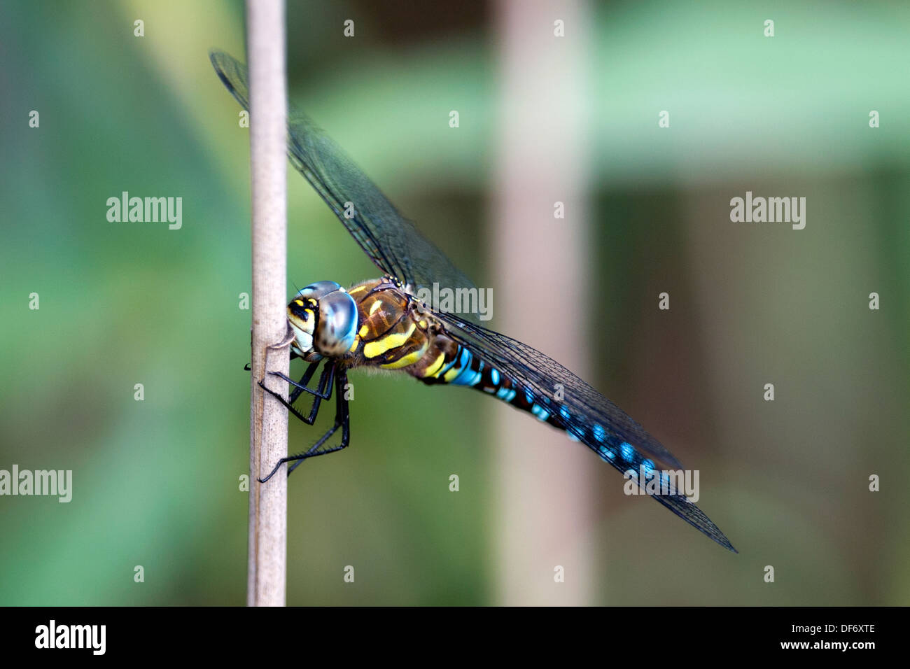 Common Hawker or Sedge Darner (Aeshna juncea), Bow Creek Ecology Park ...