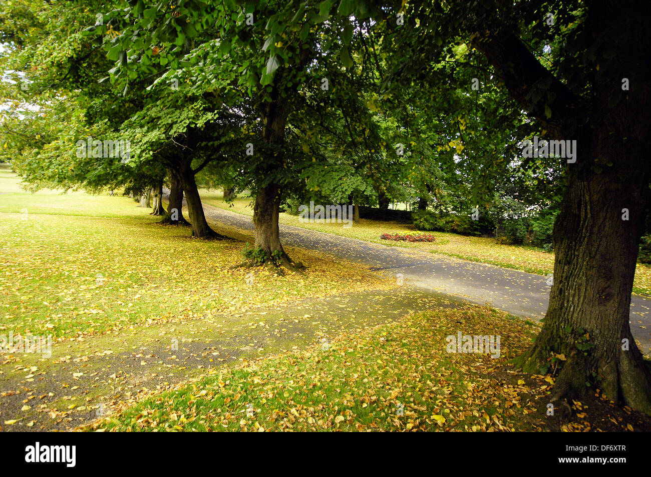 Avenue of trees and fallen autumn leaves, Brooke Park, Derry ...