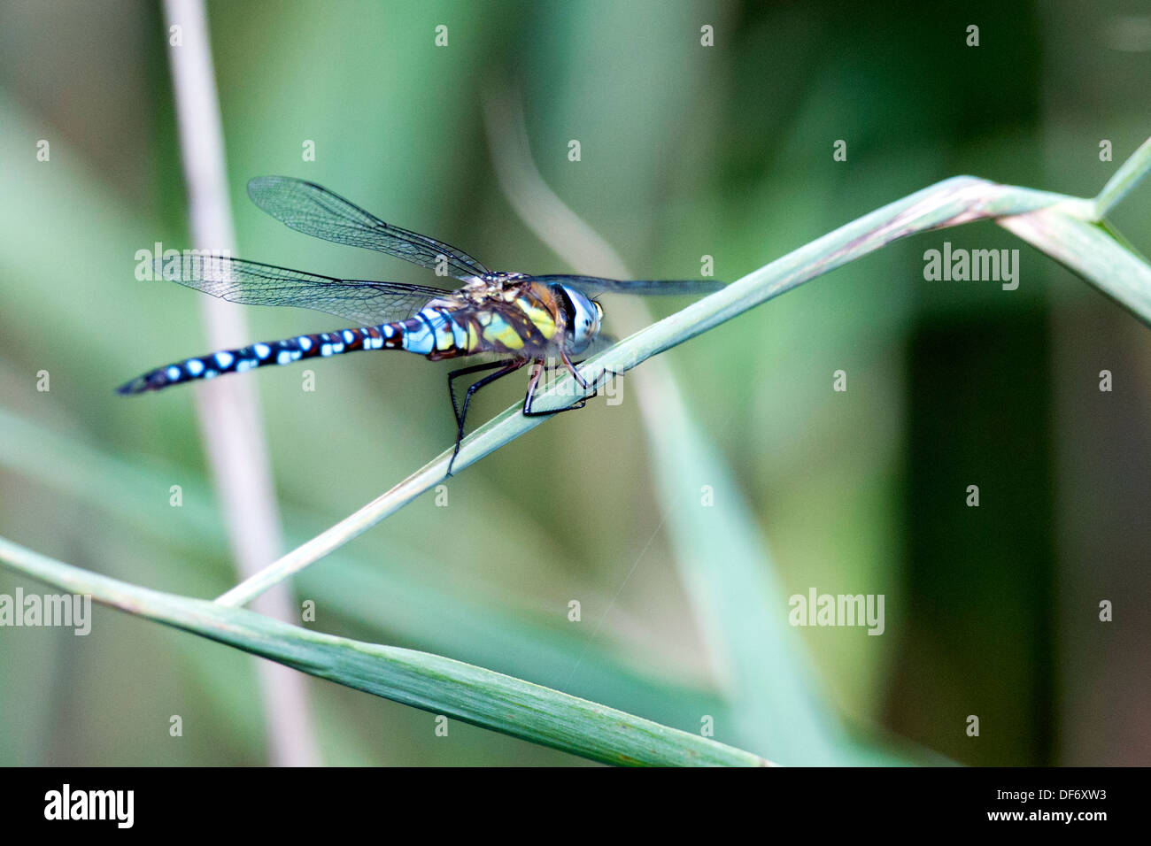 Common Hawker or Sedge Darner (Aeshna juncea), Bow Creek Ecology Park ...