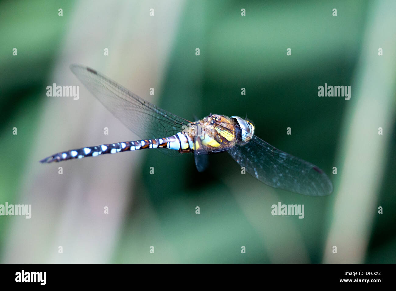 Bow creek ecology park hi-res stock photography and images - Alamy