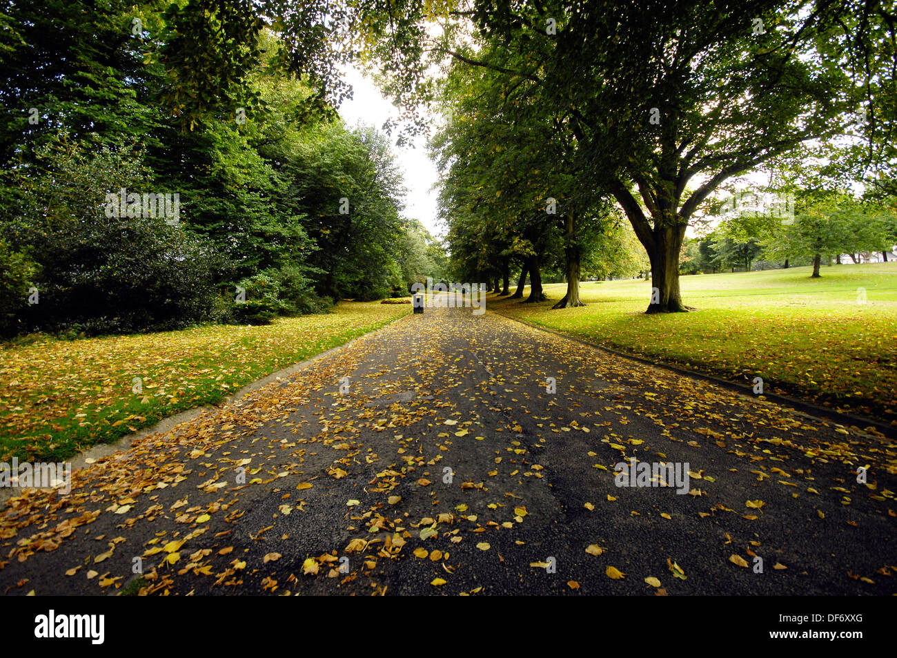 Avenue of trees and fallen autumn leaves, Brooke Park, Derry ...