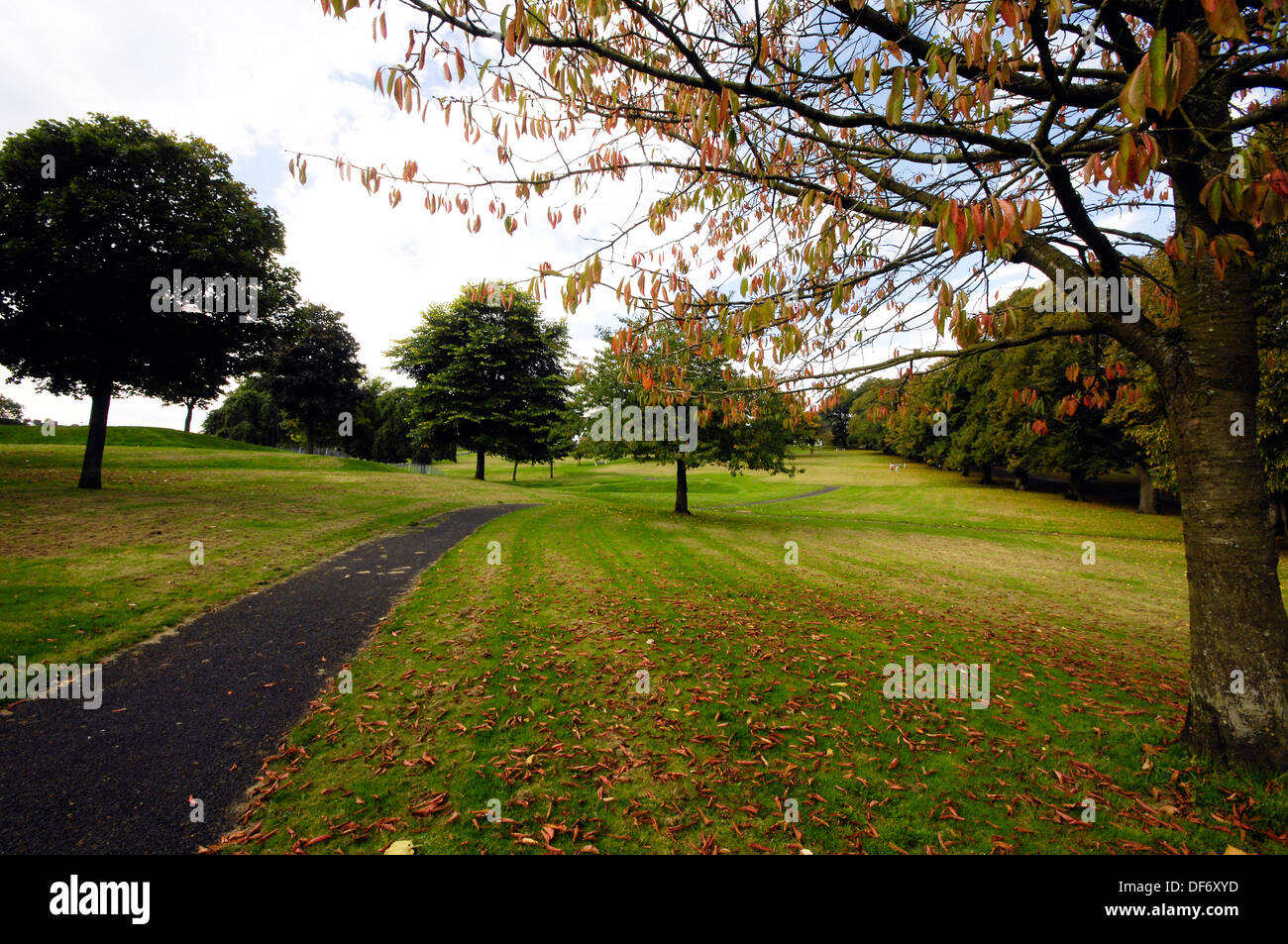 Avenue of trees and fallen autumn leaves, Brooke Park, Derry ...