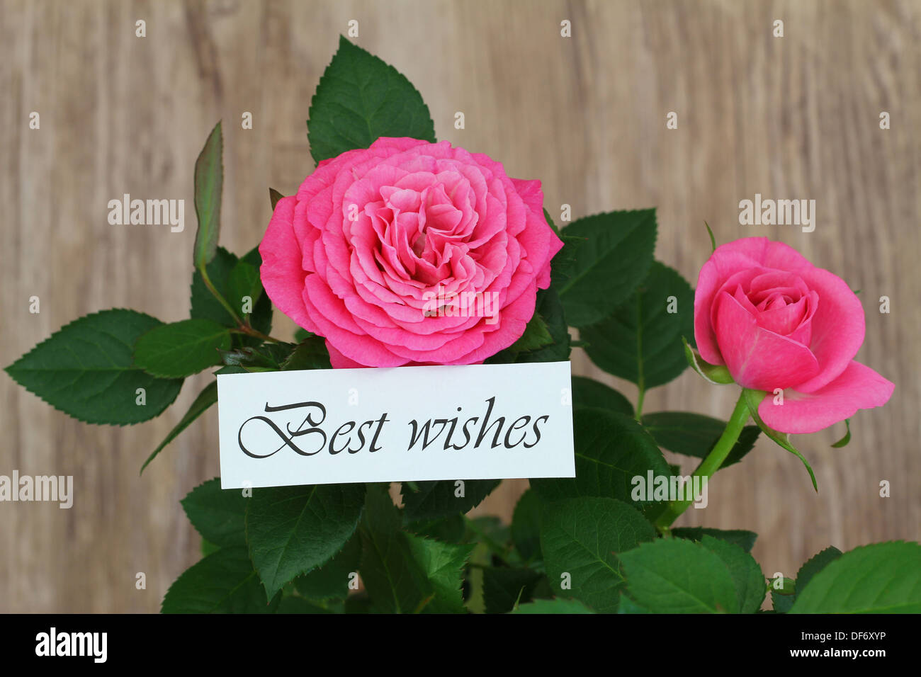 Best wishes card with wild pink roses Stock Photo - Alamy