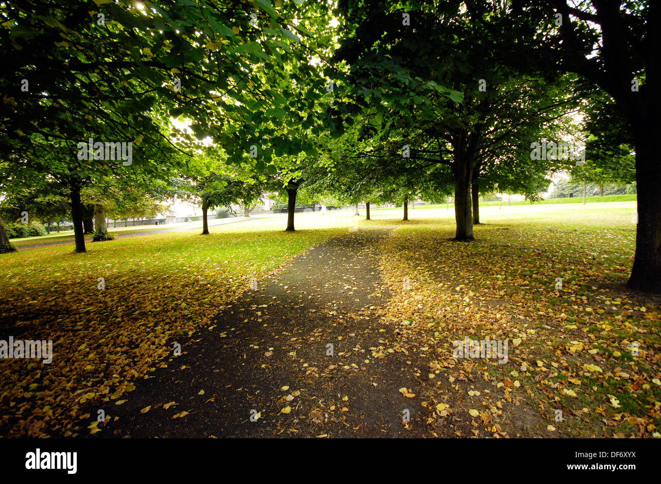 Avenue of trees and fallen autumn leaves, Brooke Park, Derry ...