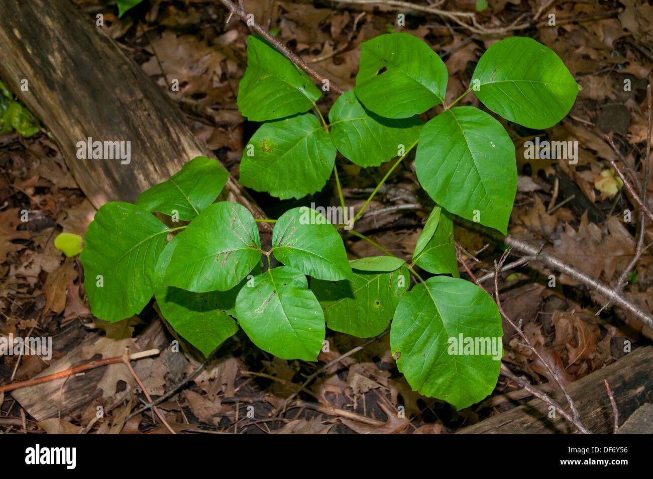 Poison ivy dermatitis hi-res stock photography and images - Alamy