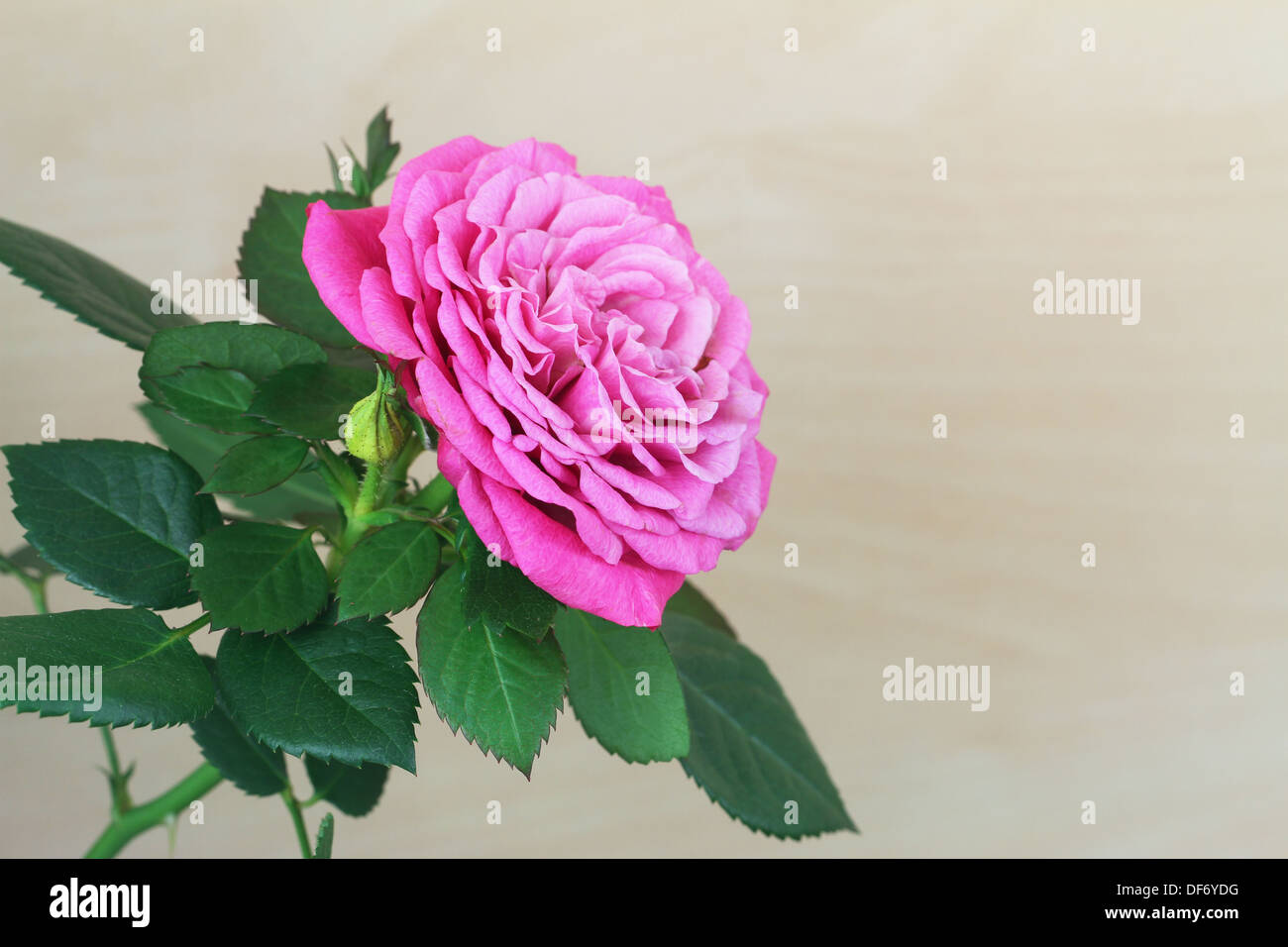 Pink rose petals close up hi-res stock photography and images - Alamy