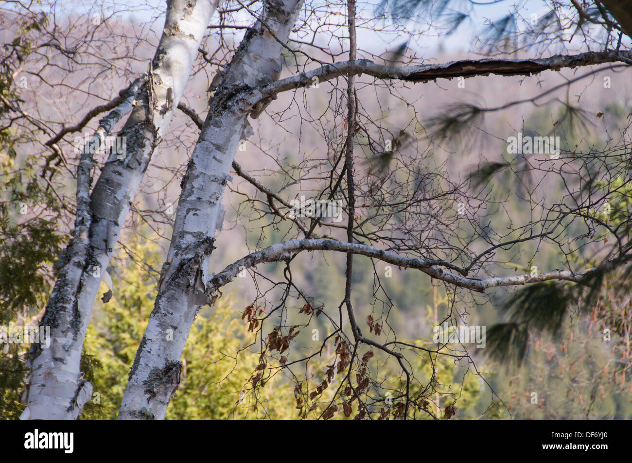 White birch forest in quebec hi-res stock photography and images - Alamy