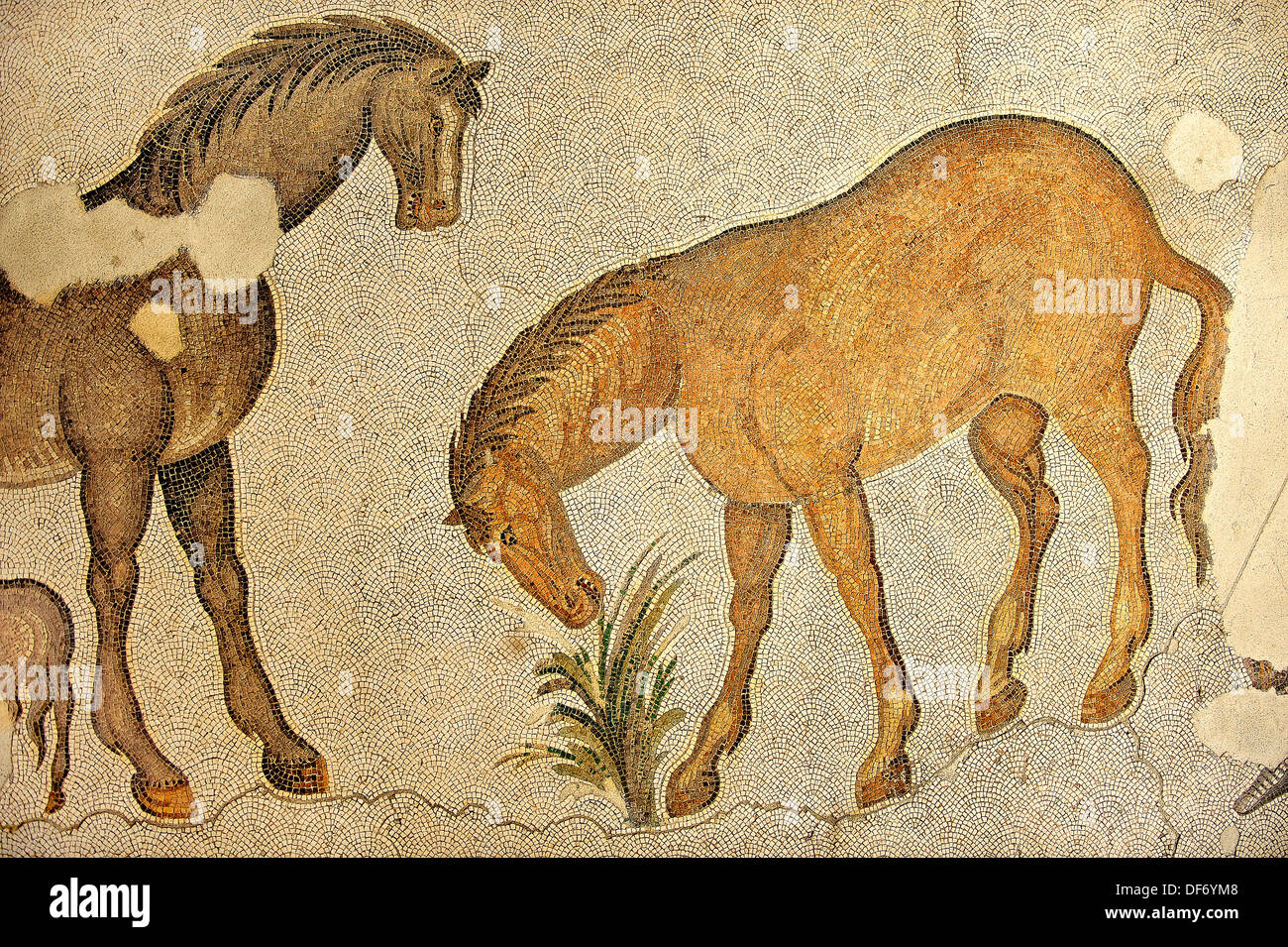 Byzantine Roman mosaics from the ruins of the Great Palace ...