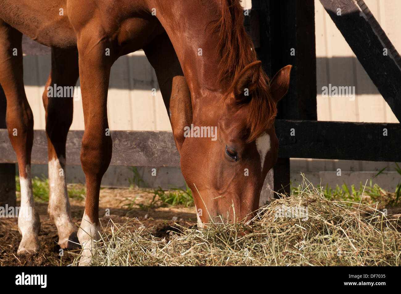 Horse eating hay hi-res stock photography and images - Alamy