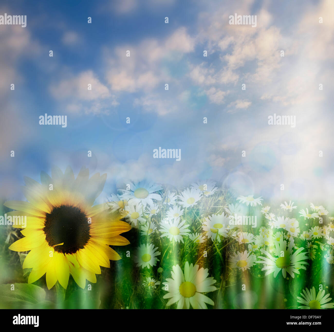 Flowers and sky spring background Stock Photo - Alamy