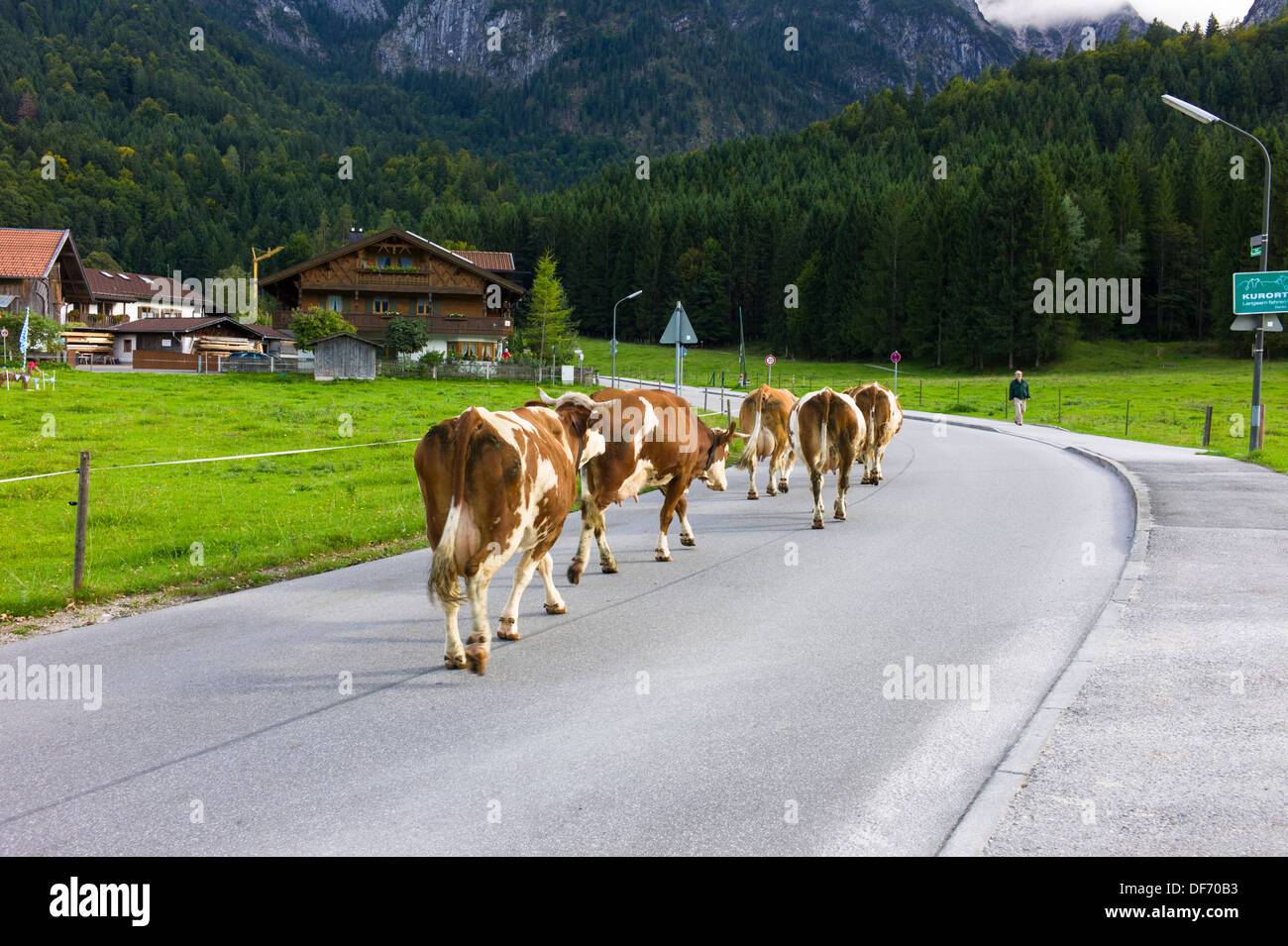 Garmisch partenkirchen cow hi-res stock photography and images - Alamy