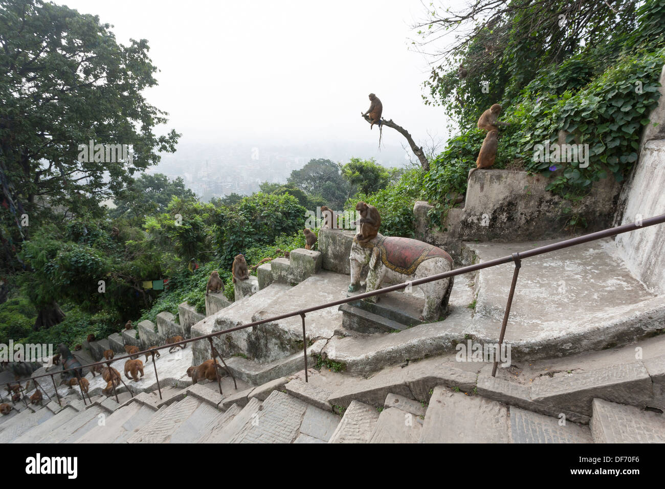 Tibetan macaque monkeys hi-res stock photography and images - Alamy