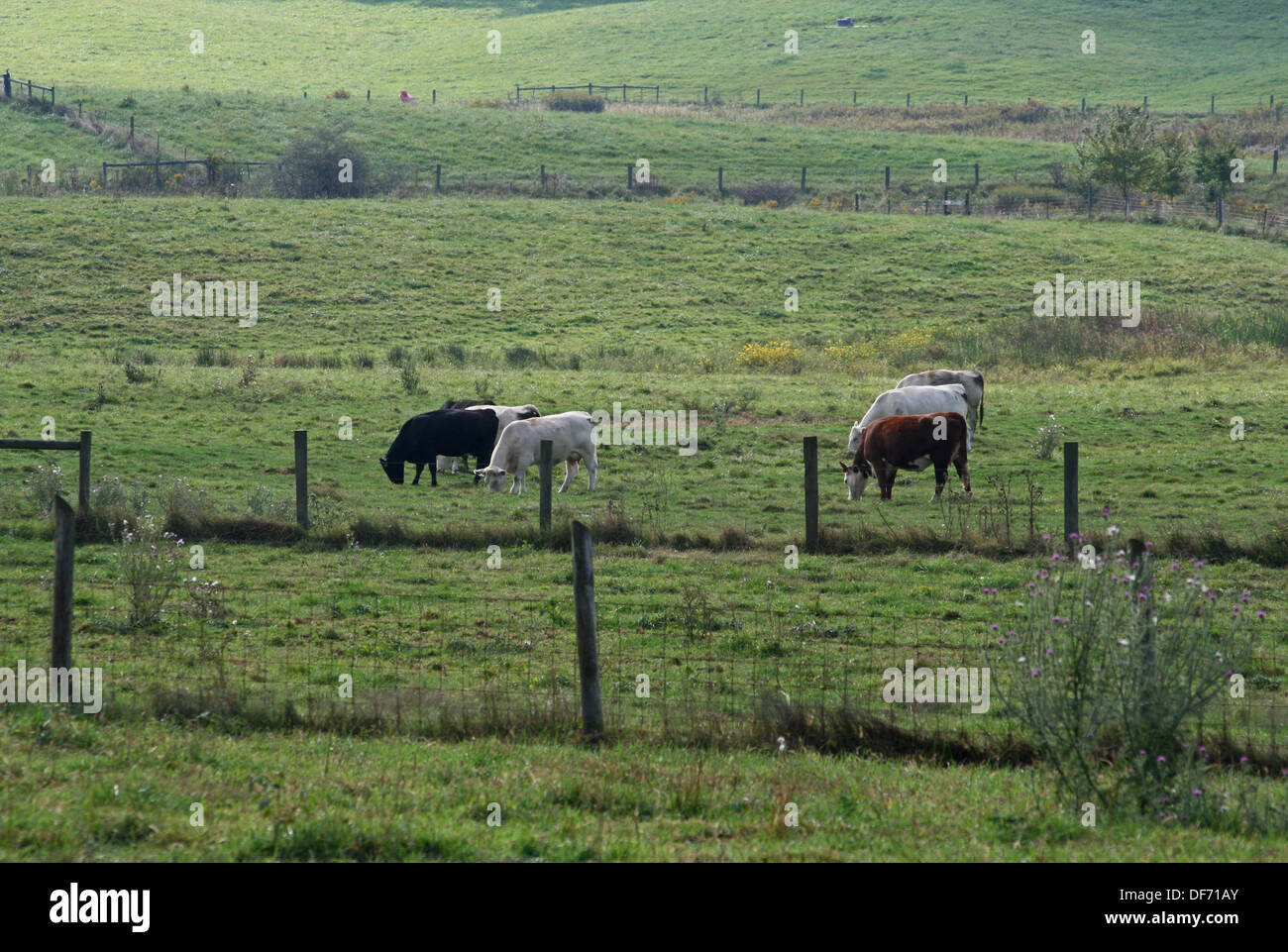 Green pasture with fences and colorful cattle Stock Photo - Alamy