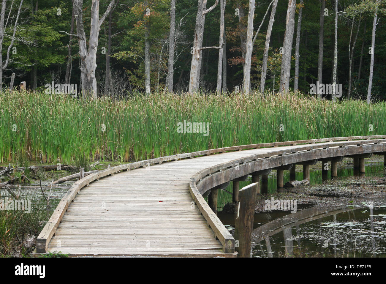 Wooden boardwalk trail over pond with cattails Stock Photo - Alamy