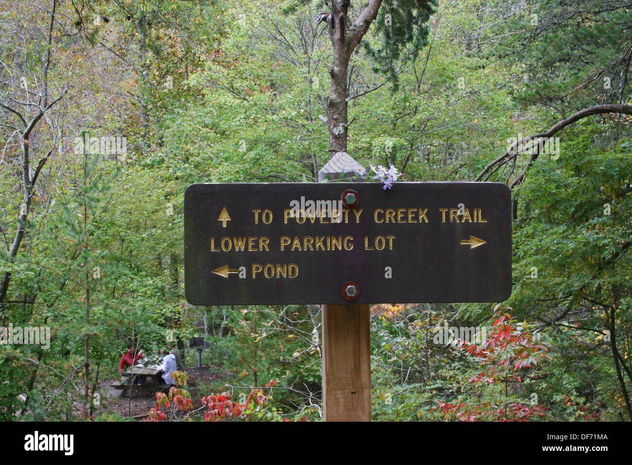 Wooden directional trail sign in forest Stock Photo - Alamy
