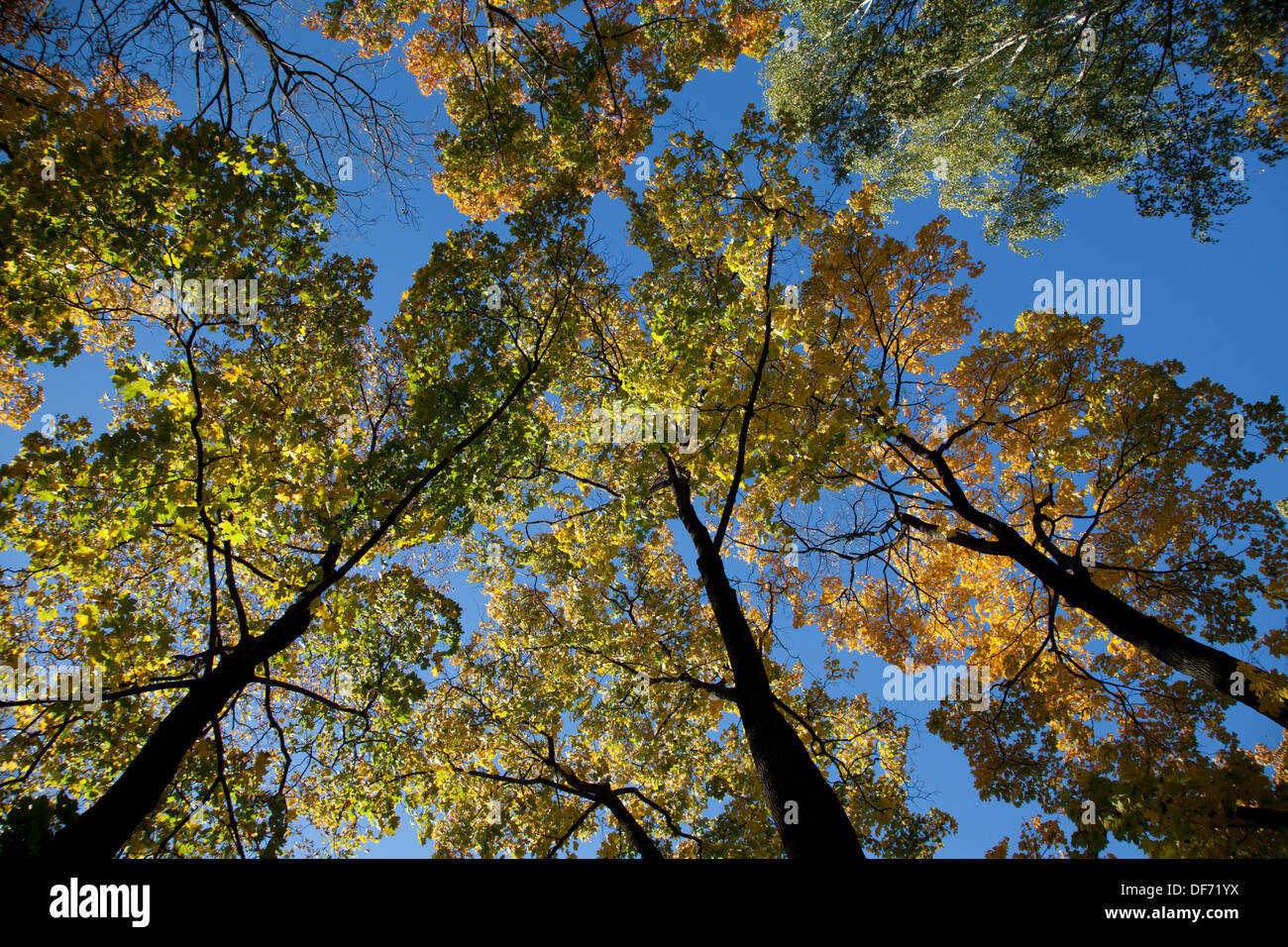 Autumn park trees with yellow leaves in the wood Stock Photo - Alamy