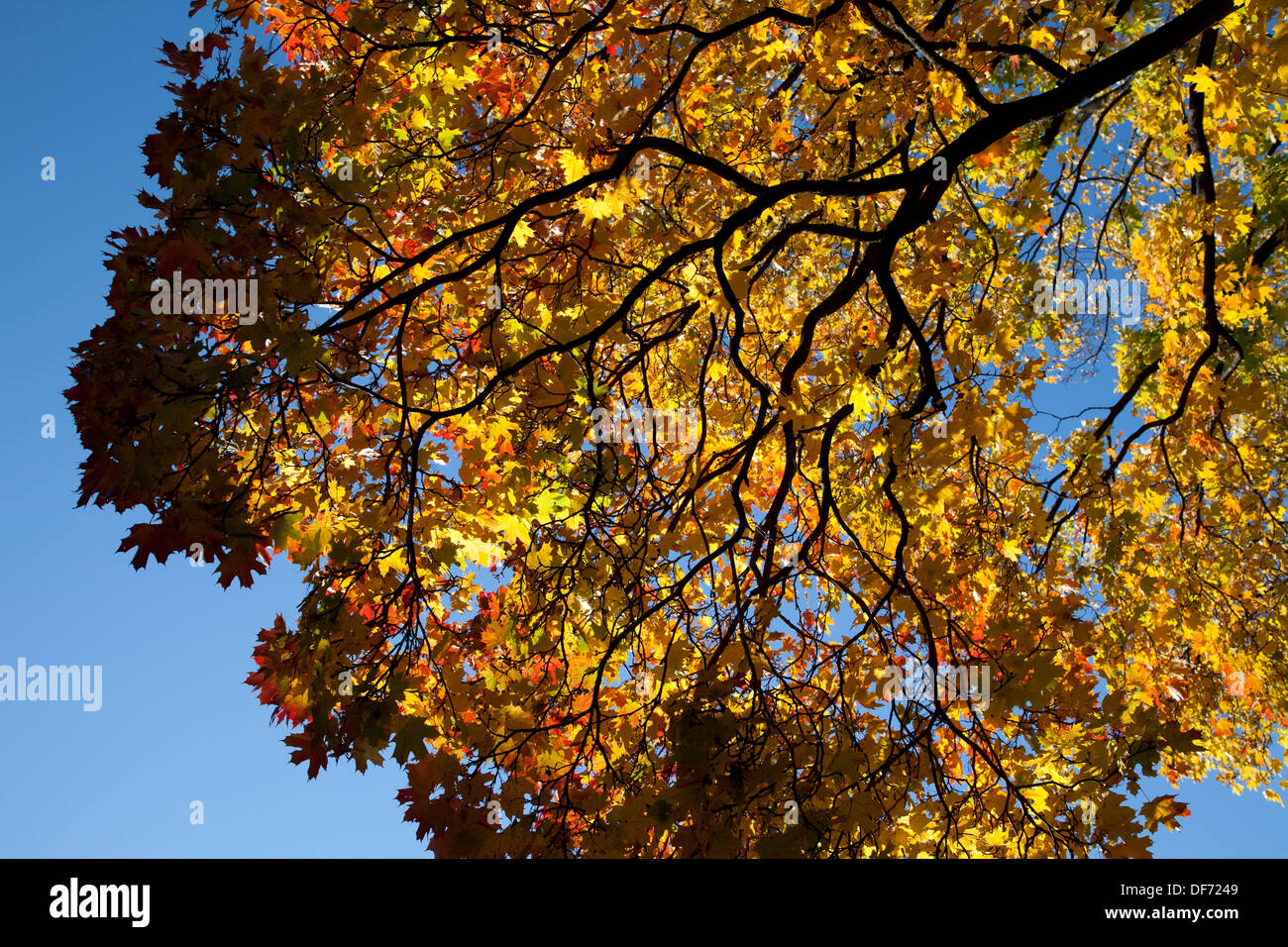 Autumn park trees with yellow leaves in the wood Stock Photo - Alamy